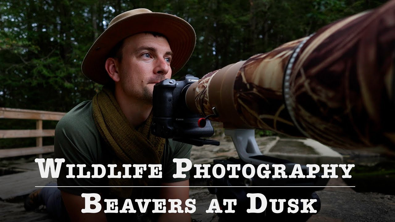 Wildlife Photography: Photographing Beavers at Dusk - YouTube