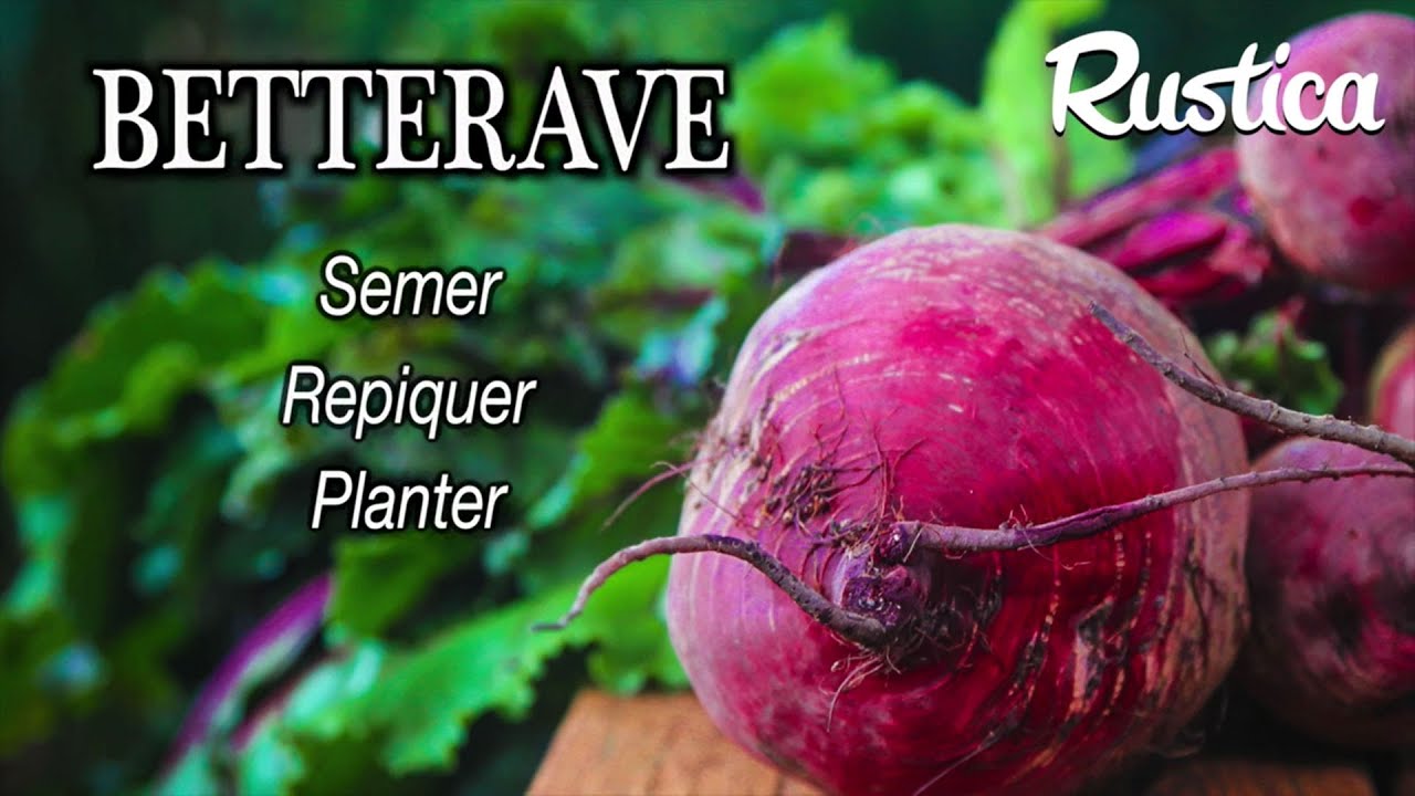 Des betteraves rouges plus tôt - YouTube