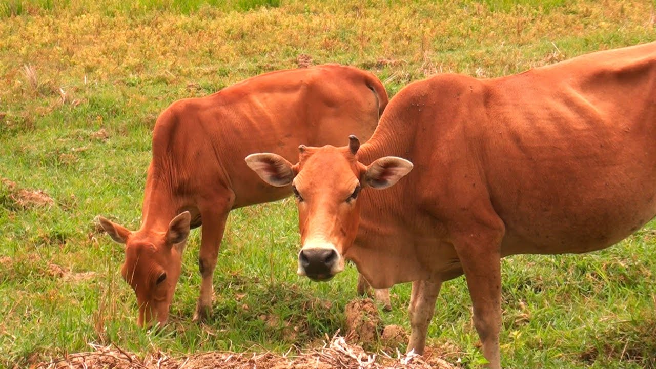 Sapi Ini Sangat Gembira Bisa Makan Bersama Anaknya | Beginilah Cara ...