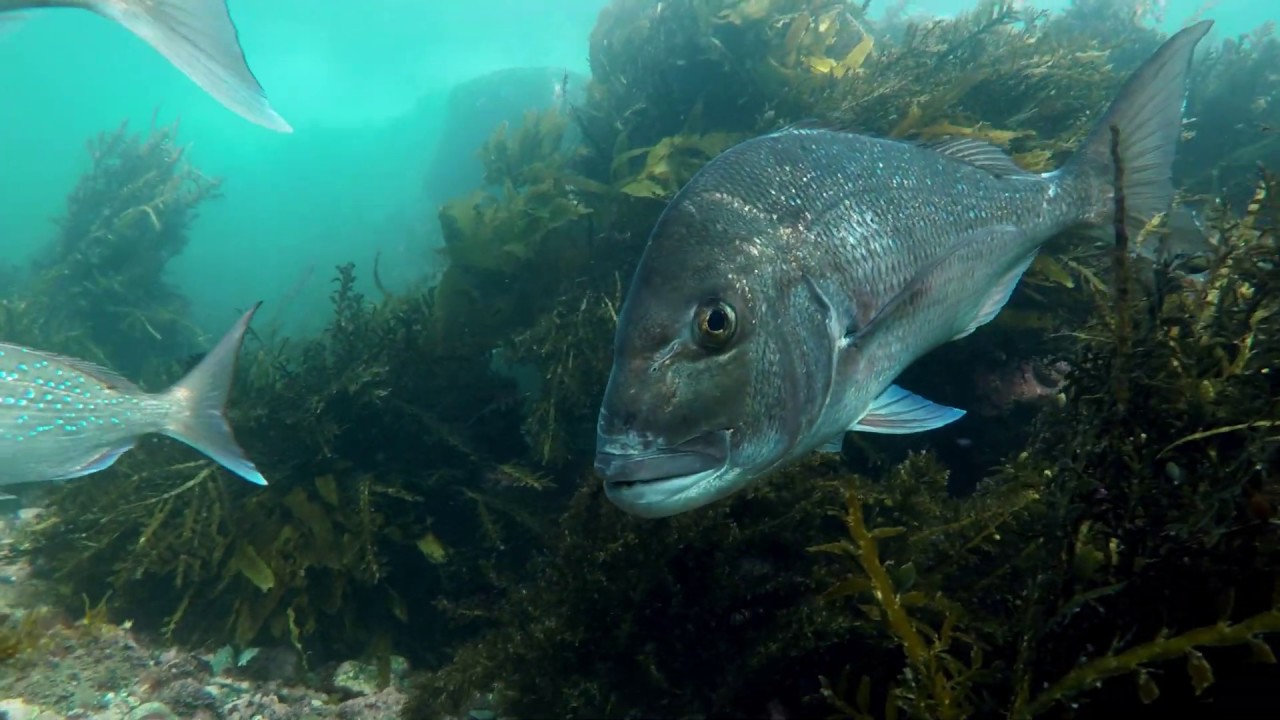 Goat Island Tamure (Snapper) - NORTHLAND NZ - YouTube