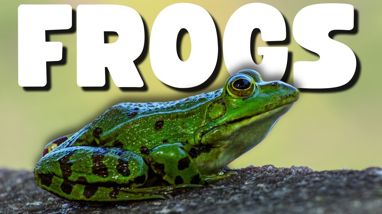 All About FROGS | [ Animal Edu ] - YouTube