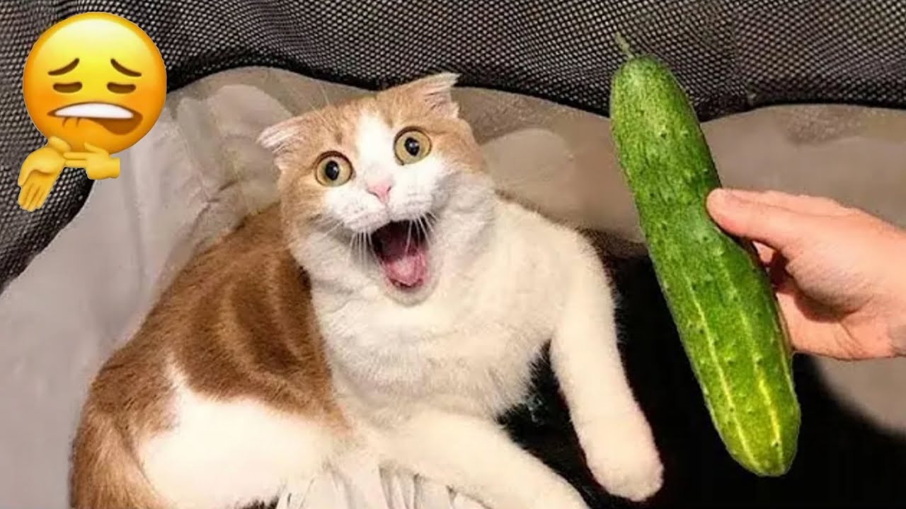 TRY NOT TO LAUGH CATS FUNNY VIDEOS CATS MEMES EPIC FAILS COMPILATION ...