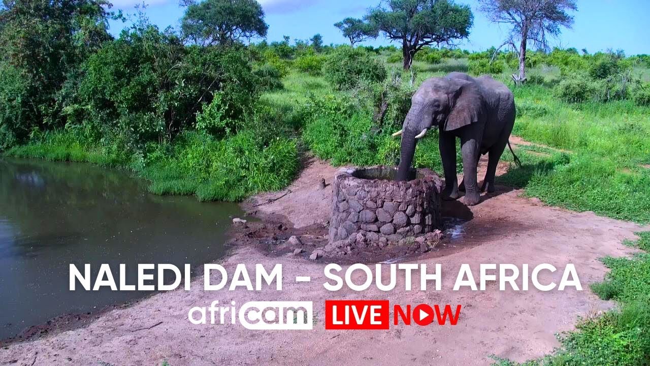 Naledi Dam | Wildlife Live Stream – Greater Kruger National Park - YouTube