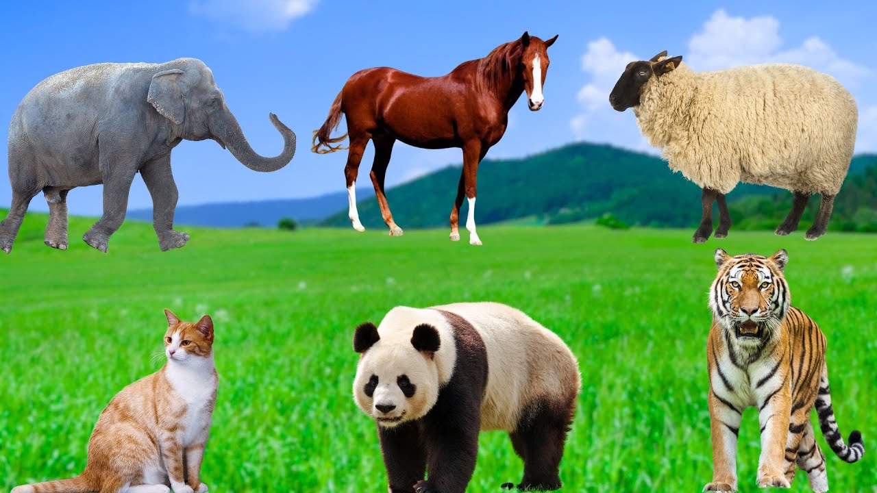 Adorable animals - Elephants, horses, tigers, sheep, pandas, parrots ...