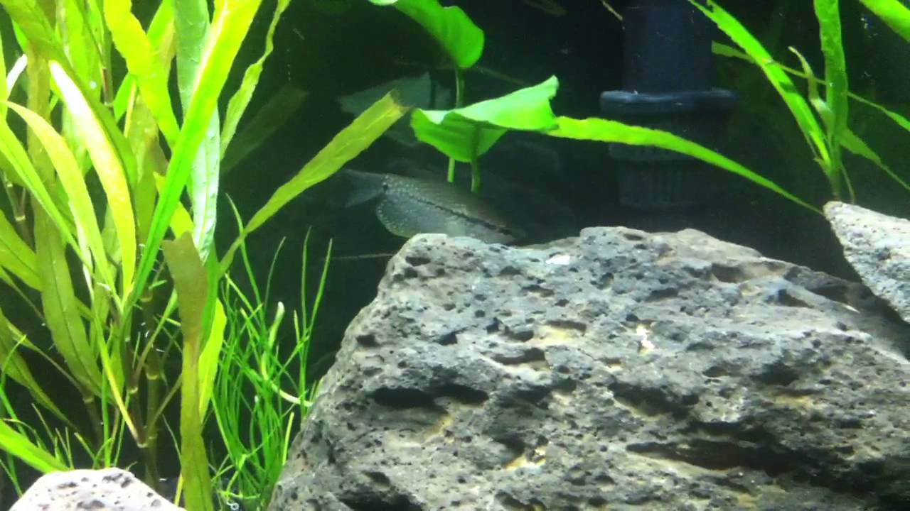 29 Gallon Community Tank - YouTube