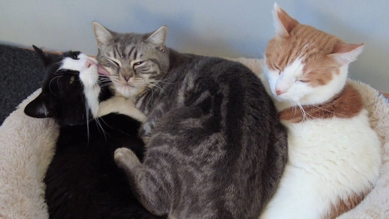 Cats Love To Snuggle & Sleep Together - YouTube