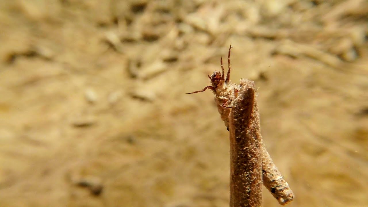 Flip 7 with two Backscatter MacroMate Mini +15 +15 - YouTube