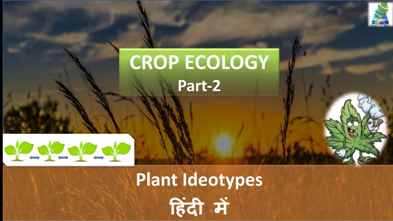 Crop Ideotypes | Plant Ideotypes | Crop ecology Part 2 | Model plants | Ideotype breeding - YouTube