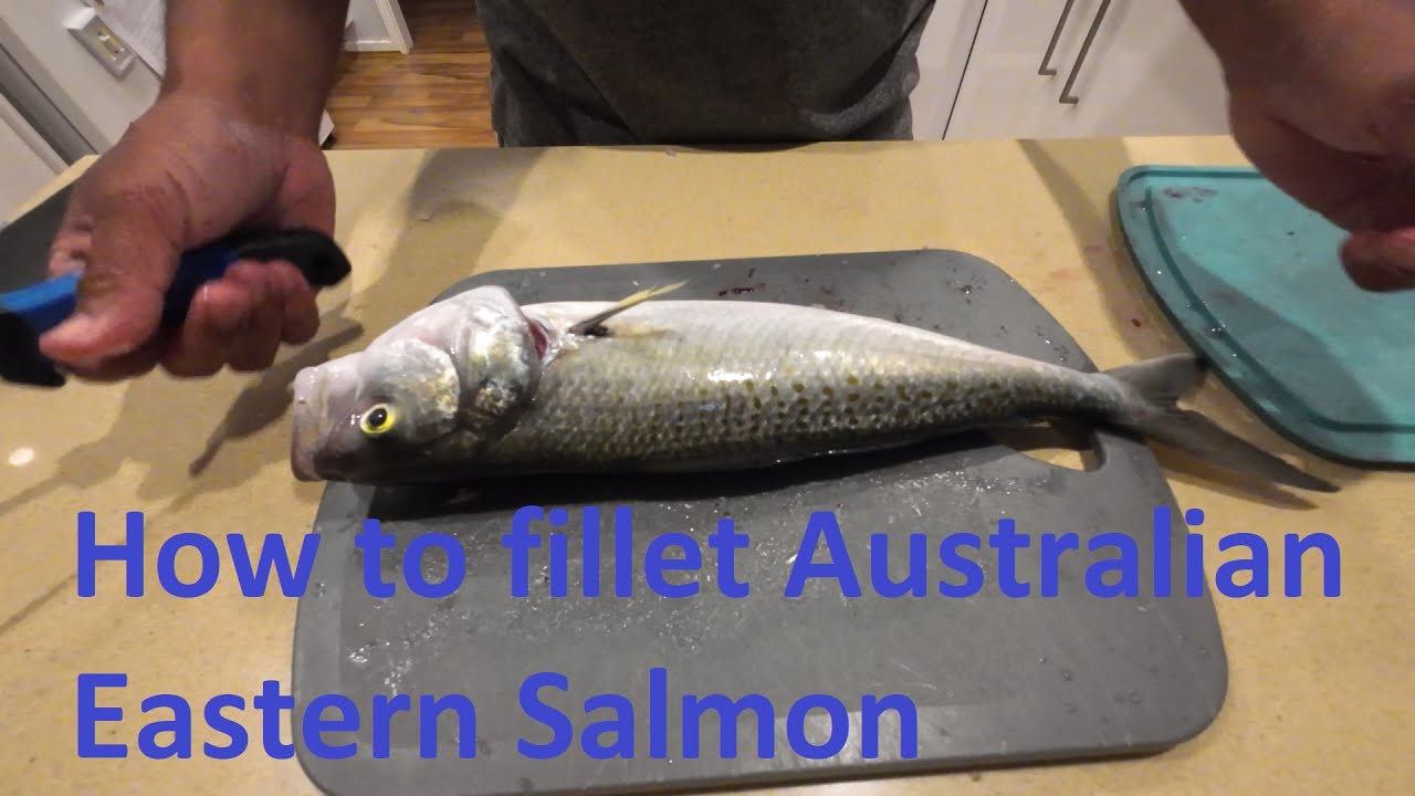Fishing - How to Fillet Australian Eastern Salmon - YouTube