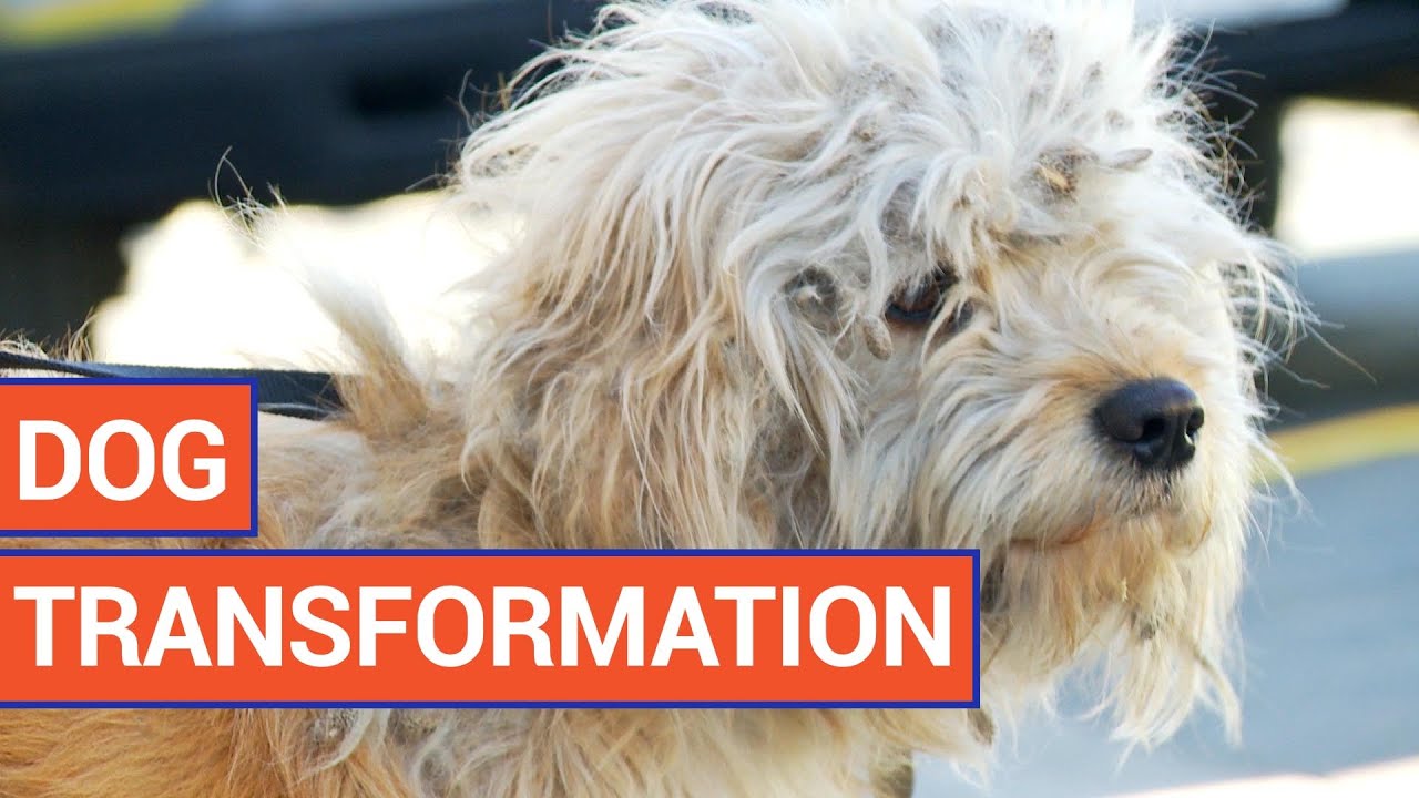Amazing Dog Transformation Video 2016 | Daily Heart Beat - YouTube