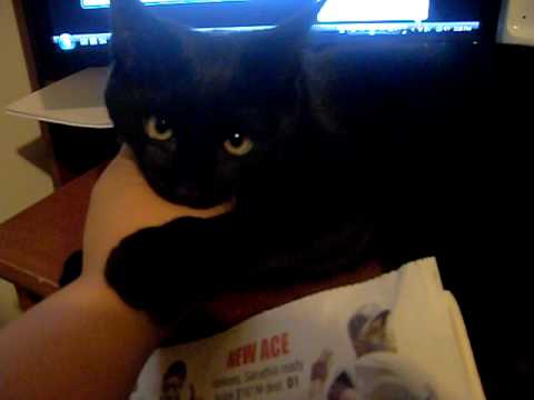 Crazy Kitty - YouTube