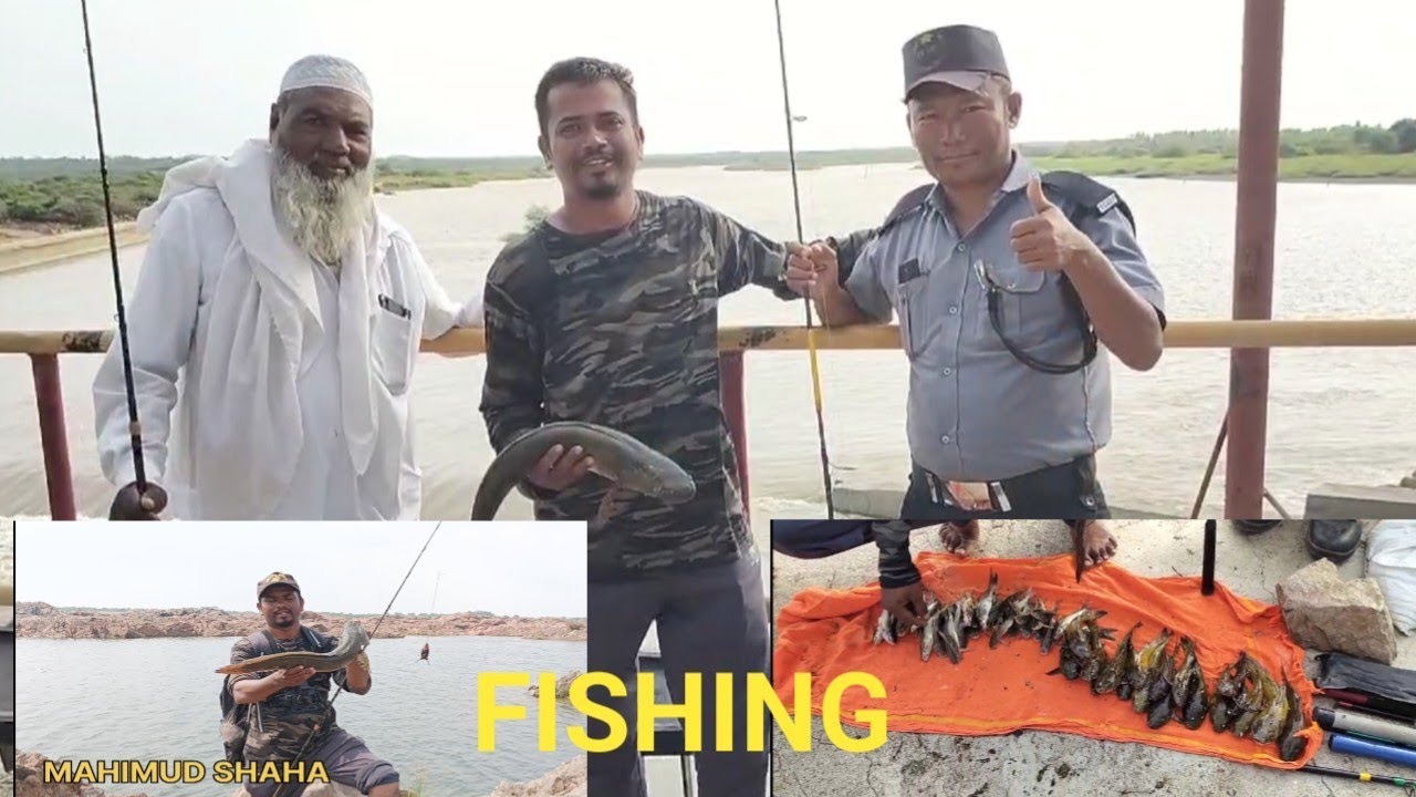 SNAKE HEAD FISH||MUCHALA FISH||SAFED GAGRA(KATERNI) FISH|| FISHING ...