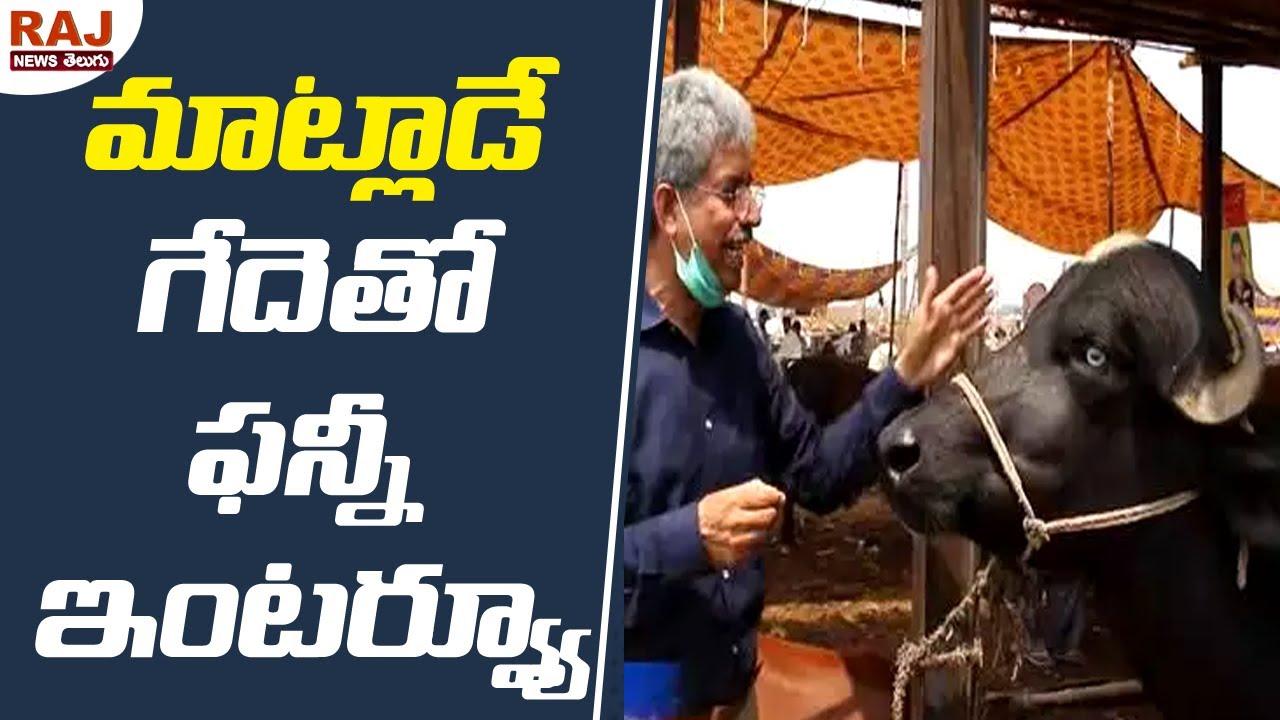 Pakistani Reporter Amin Hafeez Interviews Buffalo | Raj News Telugu ...
