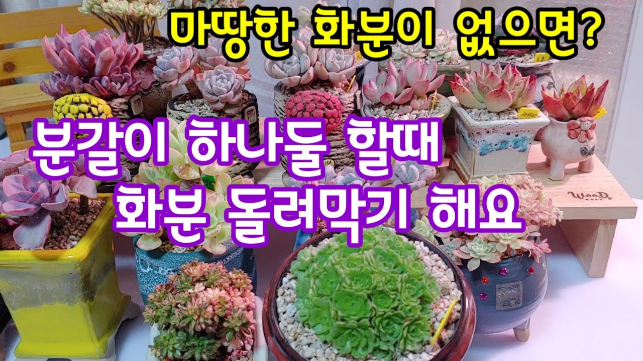 베란다 다육이 분갈이 하나씩 둘씩 분갈이 하는데 ~🌸 화분이 어중간해서 다육이 앉아있는 화분 뺏어서 했어요~😆 Youtube