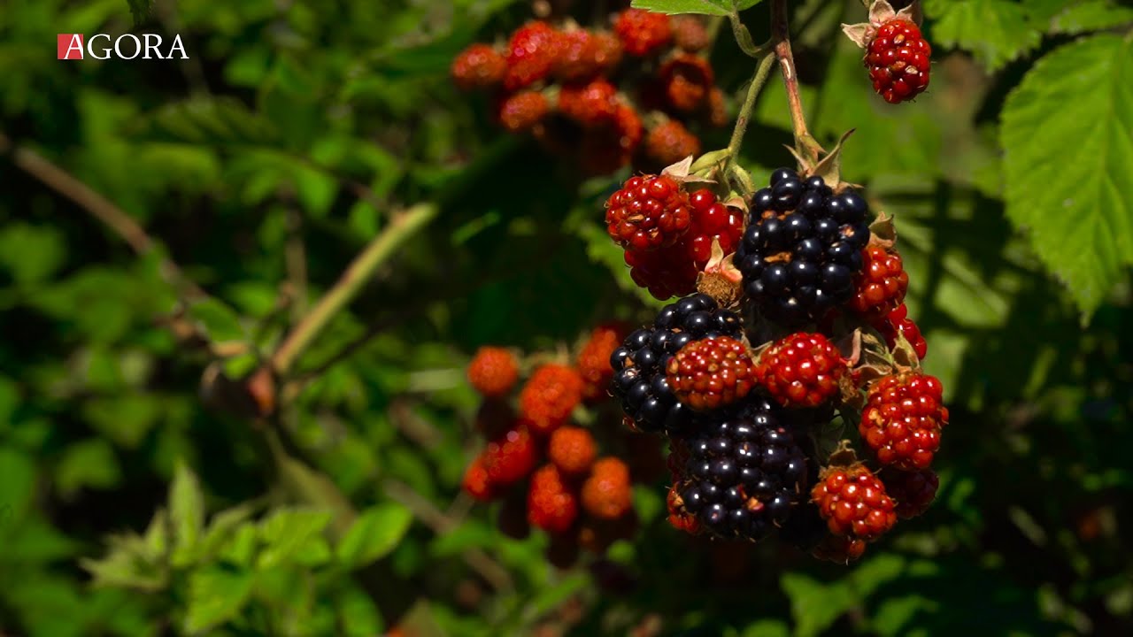 Ilie Rău- de zece ani cultivă „Aurul negru”, la Sipoteni - YouTube