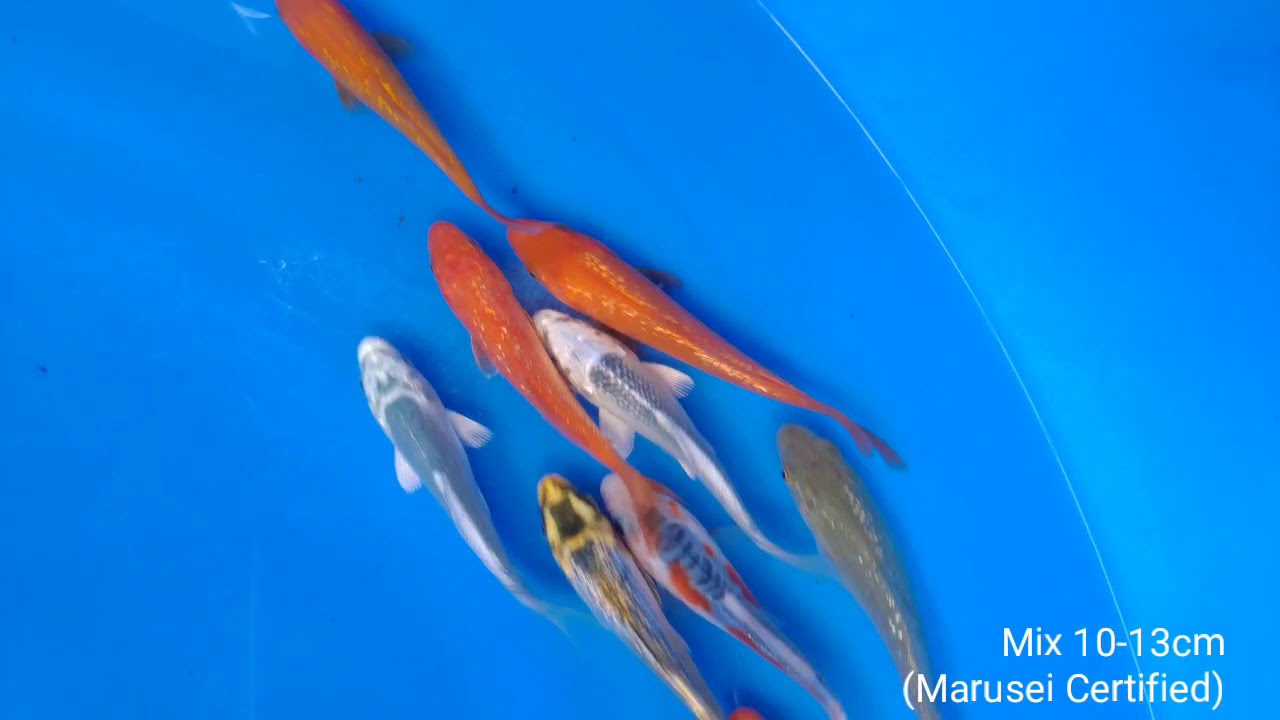 04 Japan Koi Mix Fish Tosai Ikan Koi Import Mix Marusei Koi Farm - YouTube