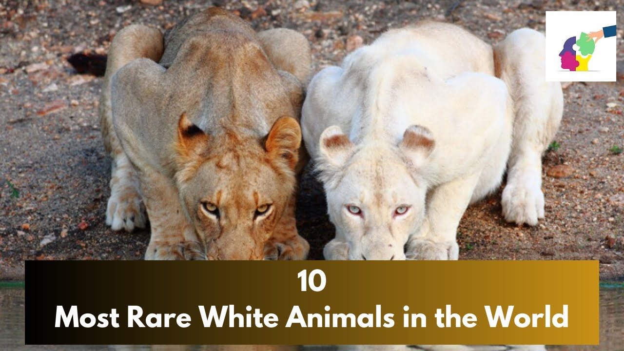 10 Most Rare White Animals in the World || #knowledge #facts #animals # ...