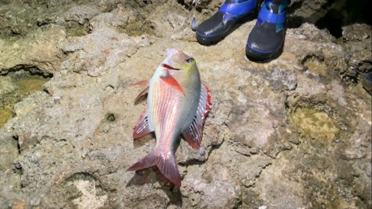 SUPRISE MU (BIGEYE EMPEROR) CAUGHT ULUA FISHING!!! (ULUA) (HAWAII ...
