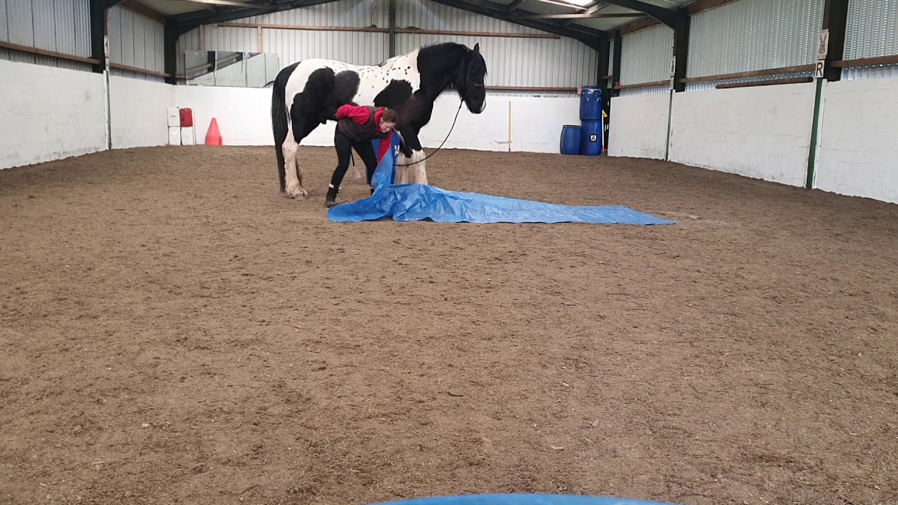 Horse Savvy Tarp Challenge 29.3.2020 - YouTube