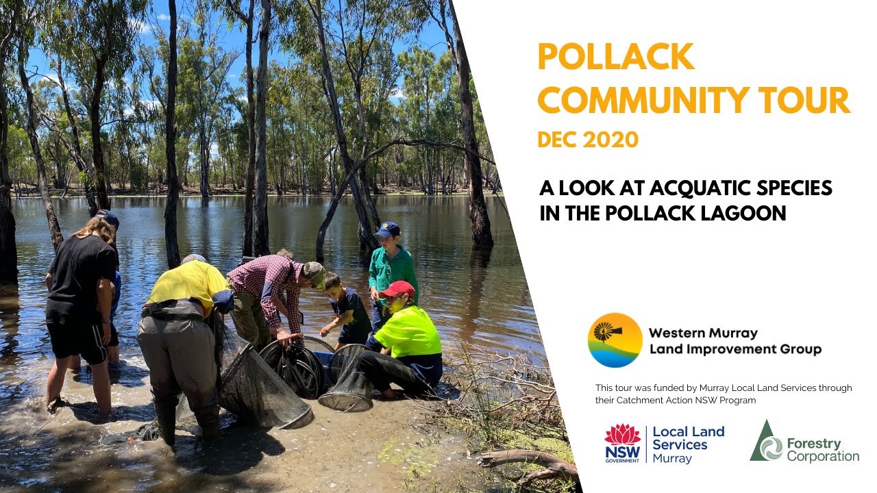 Massive amounts of native species in the Pollack Lagoon - YouTube