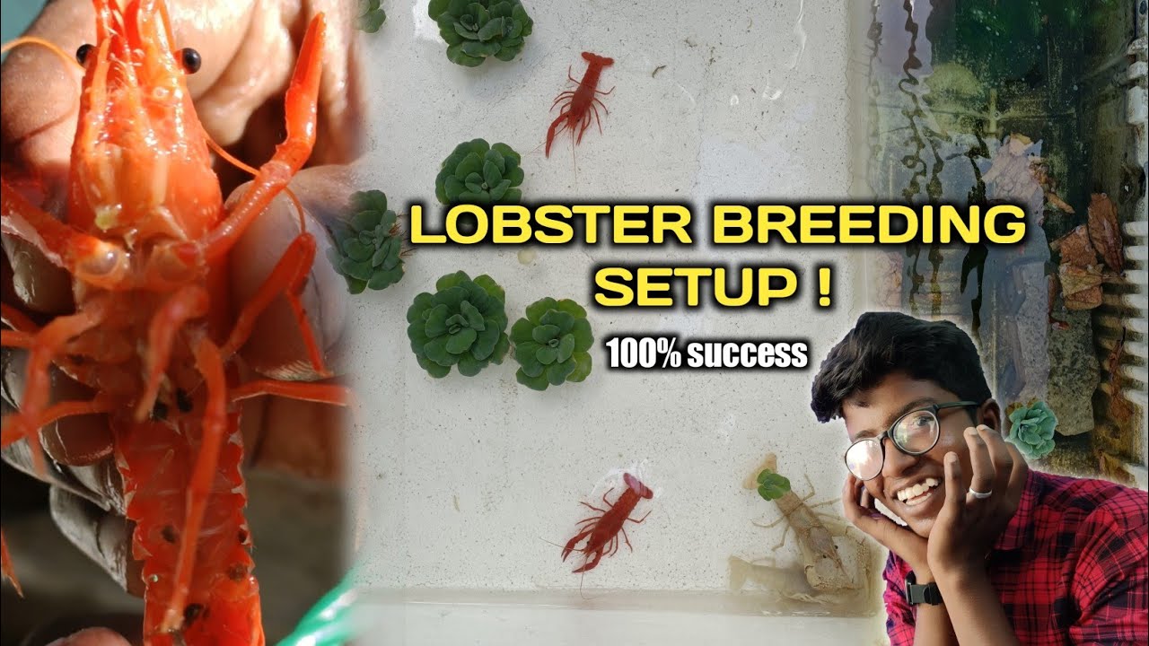 How to breed lobster ! Vera level method ! lobster die agathu ! - YouTube