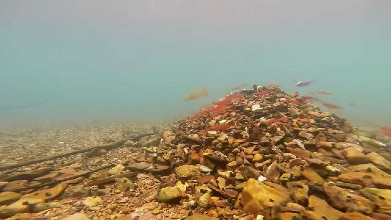 Tennessee Shiners spawning over Redtail Chub nest - YouTube
