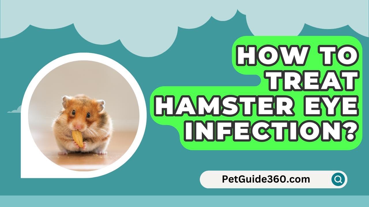 How To Treat Hamster Eye Infection? - PetGuide360.com - YouTube