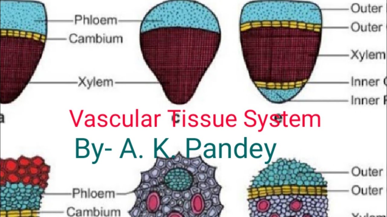 Vascular Tissue System YouTube vascular-tissue-system-youtube