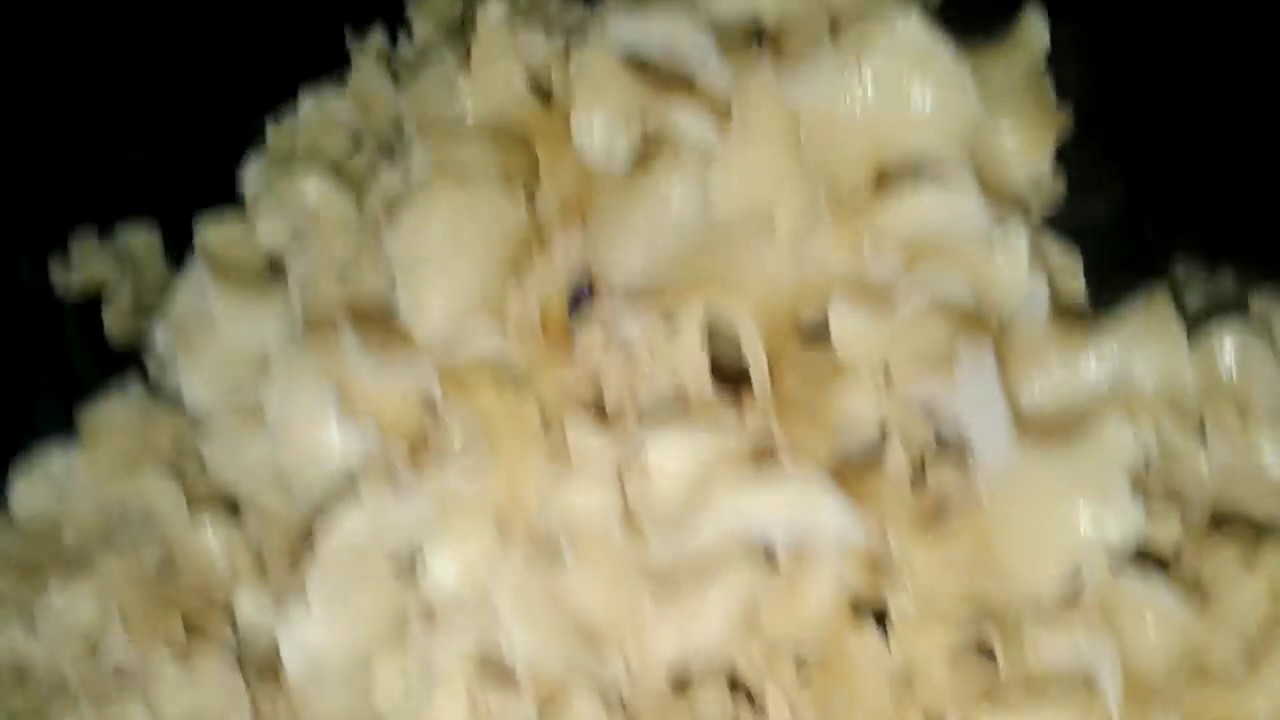 Szmaciak gałęziasty bardzo smaczny grzyb i ceniony - YouTube