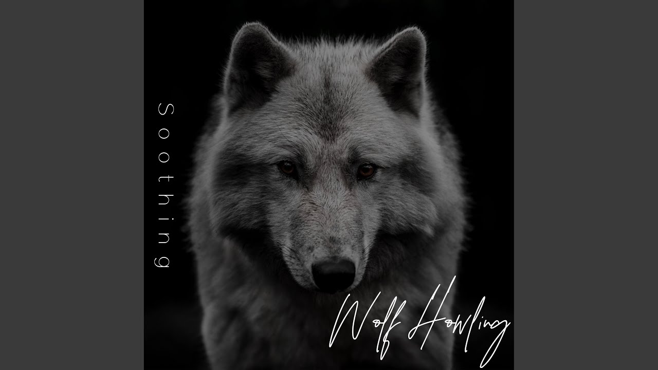 Lone White Wolf Wallpaper