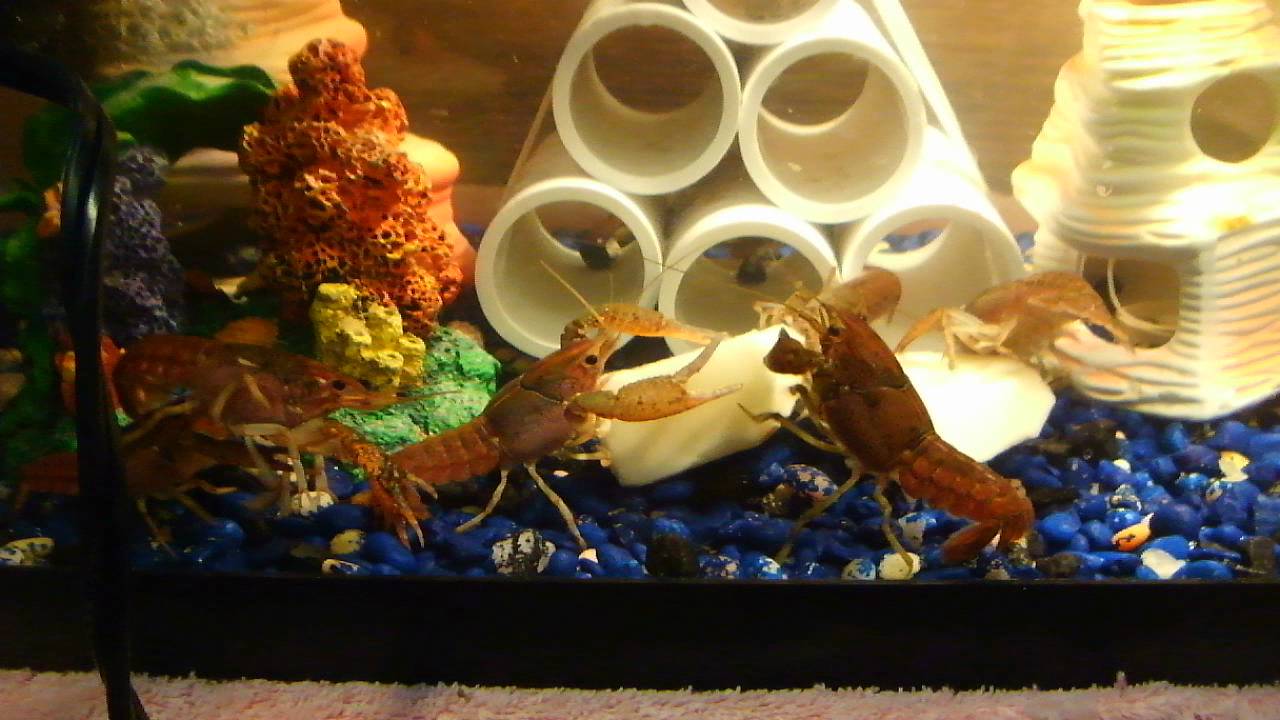 CRAYFISH ATTACK - YouTube