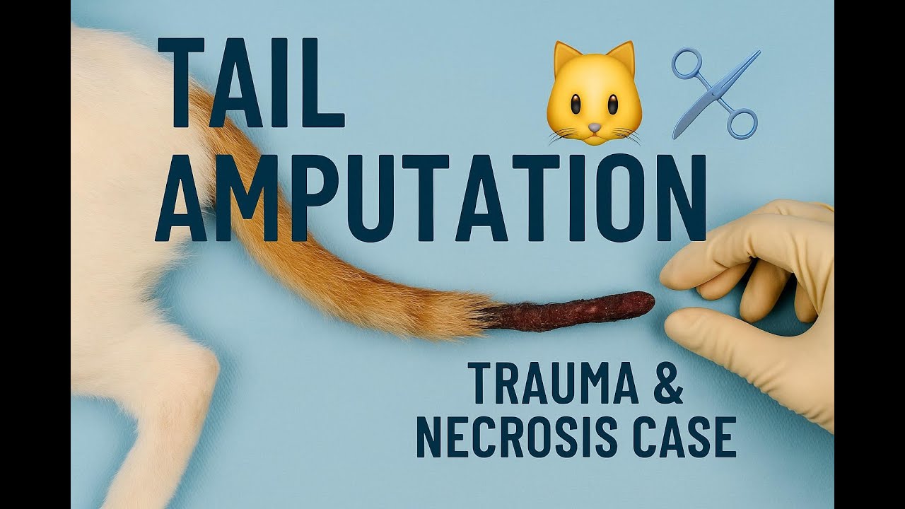 Tail Amputation in Cat - YouTube