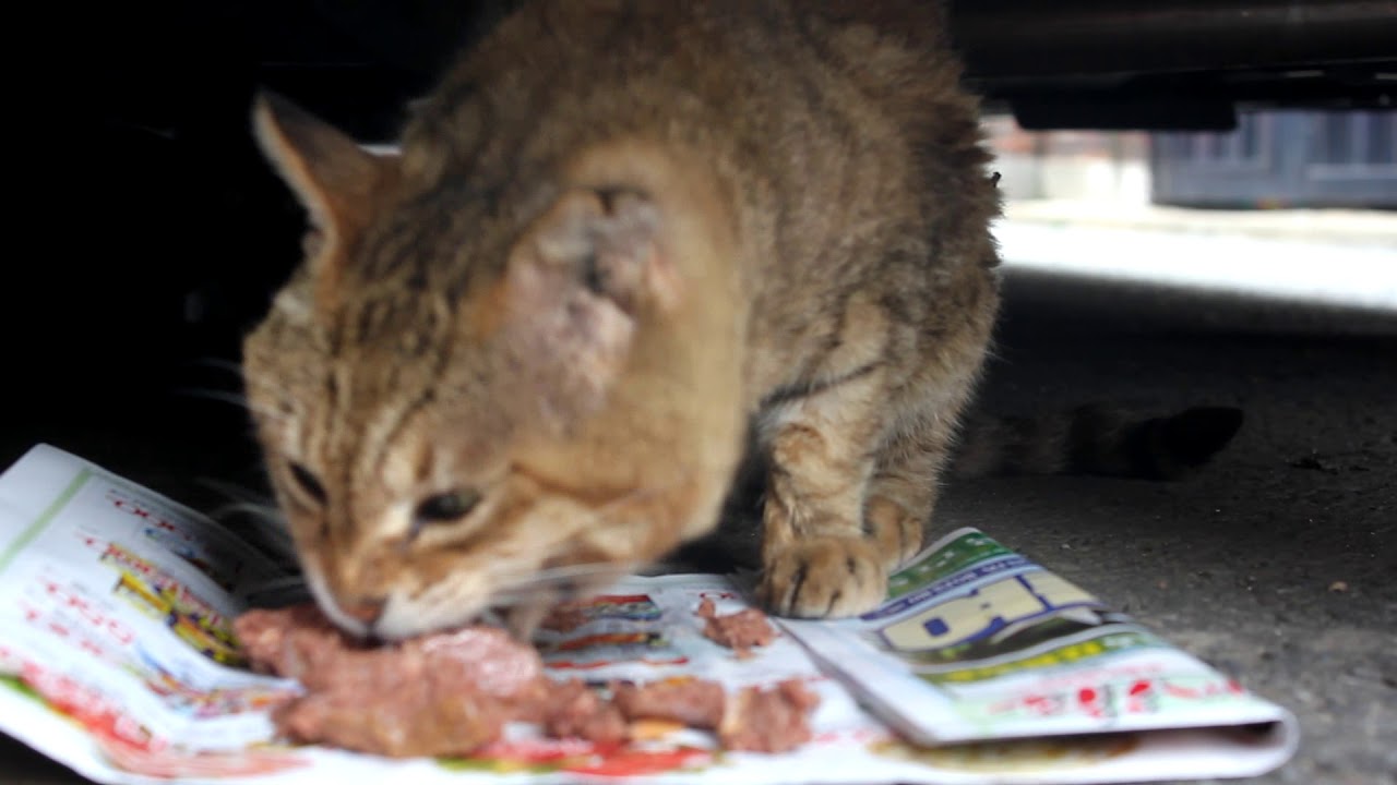 장유유서 지키는 애기 길냥이 | Baby Cat Giving Up to Mom | 최기냥 - YouTube