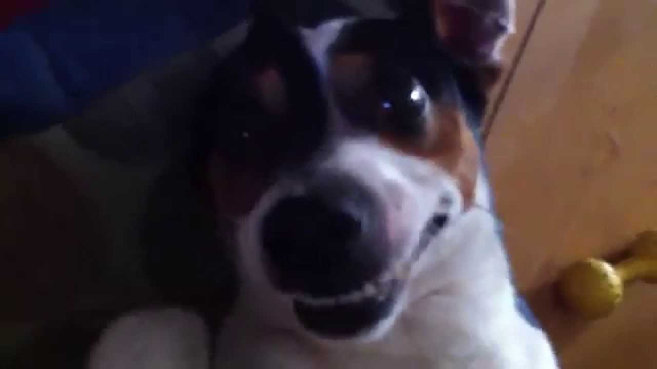 Oliver il cane che ride. Dog smile - YouTube