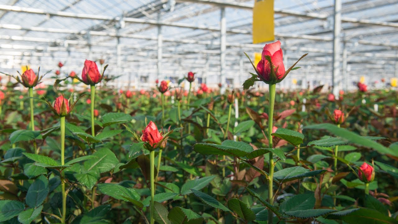 Greenhouse Rose Cultivation | Tips for Successful Protected Rose ...