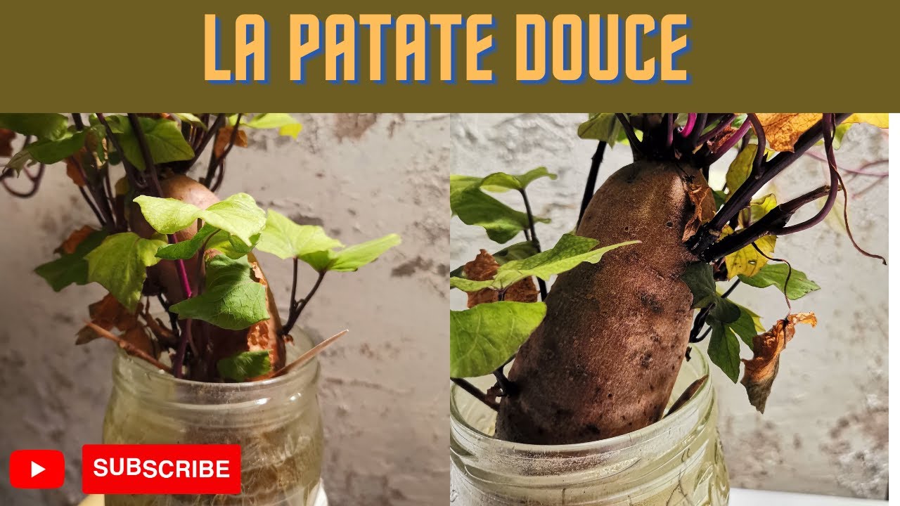 La patate douce dans le nord de la France - YouTube