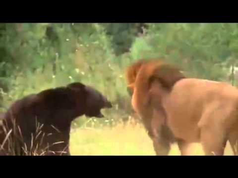 lion farts on a grizzly - YouTube
