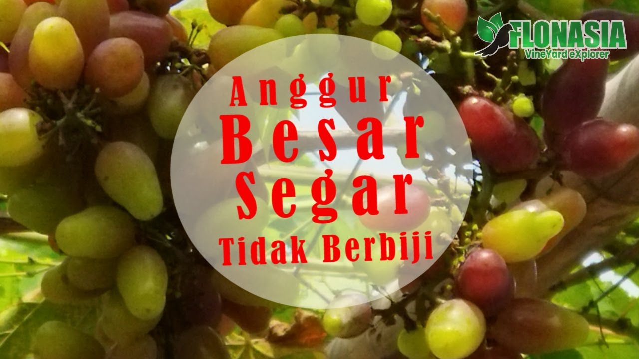 Cek Mantab! Anggur Besar, Segar Dan Tidak Berbiji - YouTube