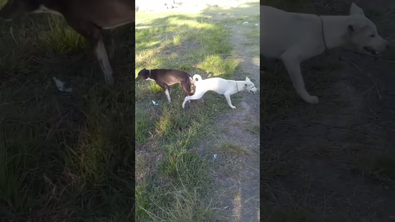 anjing lagi kawin !! - YouTube