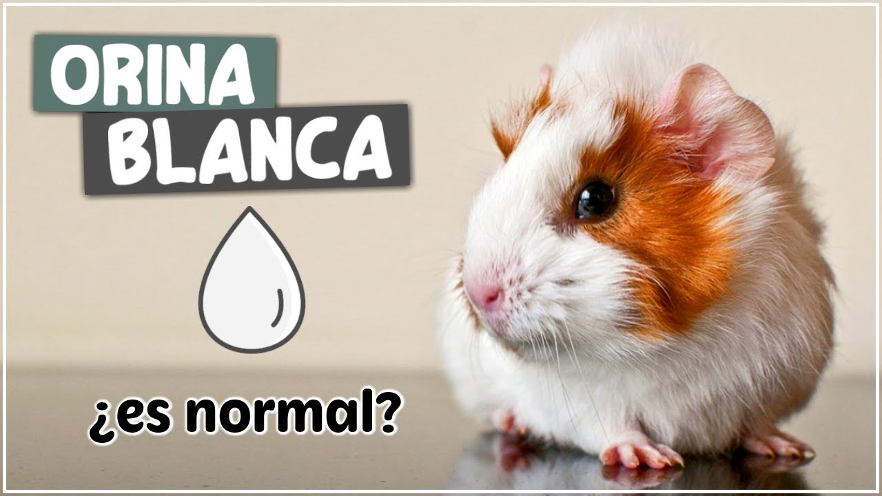 Por que mi CUYO ORINA BLANCO - YouTube
