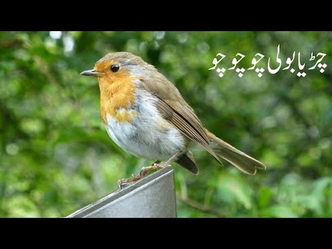 Chirya Boli Chu Chu Chu New Poem | Allah Hoo Allah Hoo (Poem) | | New ...