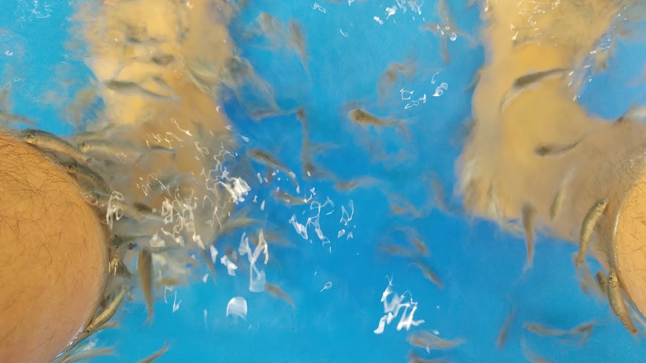 닥터피쉬 가라루파 발 담그기 (dr fish garra rufa) - YouTube