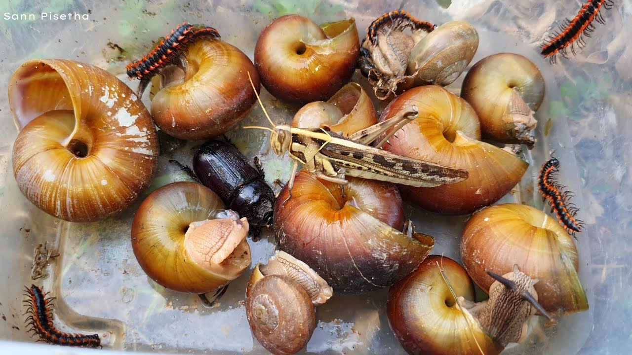 Five Red Spot Millipedes, One Black Beetle, One Huge Grasshopper, And ...