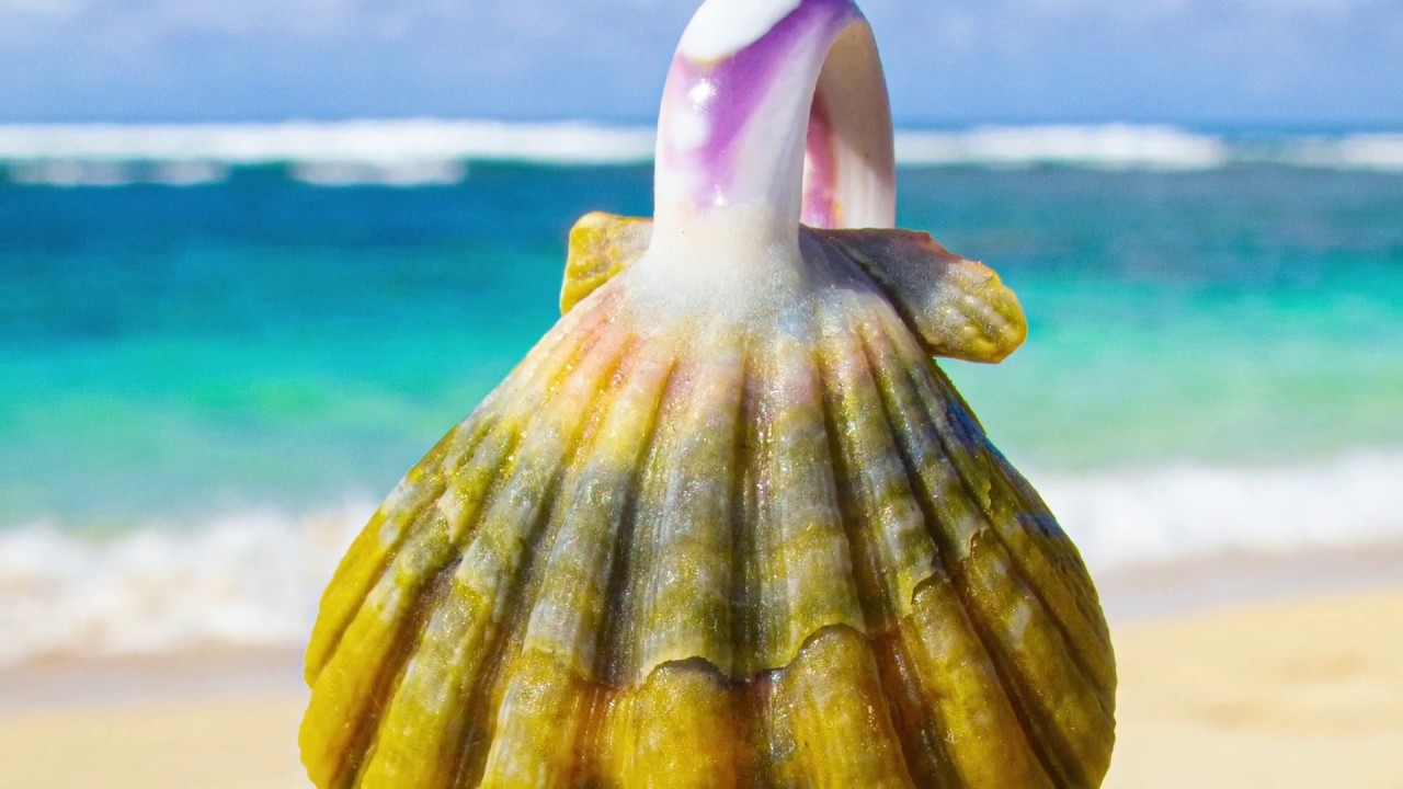 Sunrise Shells Hawaii Jewelry - YouTube