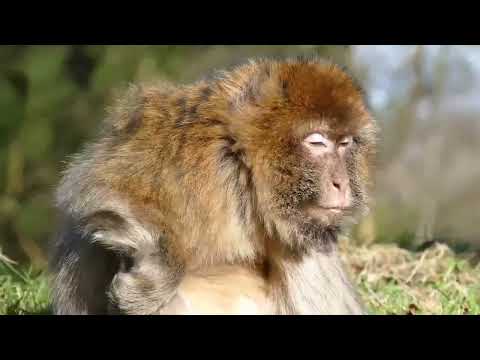 This sad animal bt not sad 🦁🐒🙊🙉🐯is🐭🐹🦊🍌🍈🍑Kya yah jaanawar pareshan he ya nhi? 😅😆😁😄😃😀