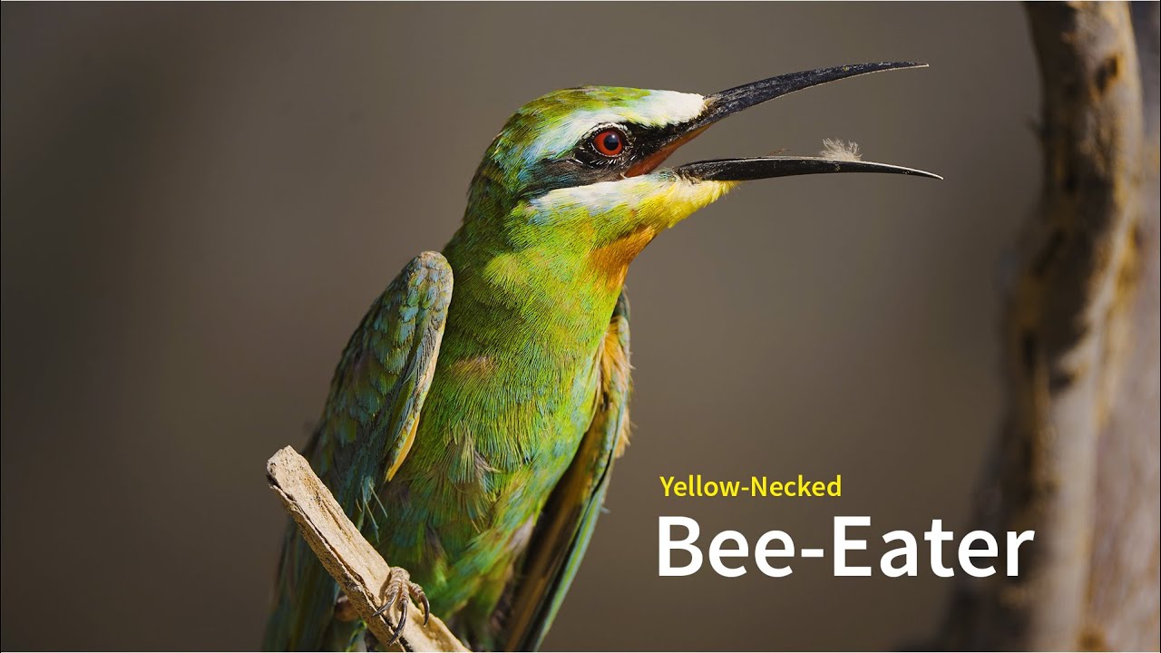 Yellow Necked Bee Eater | Relaxing Piano Music For Stress Relief, Cure ...