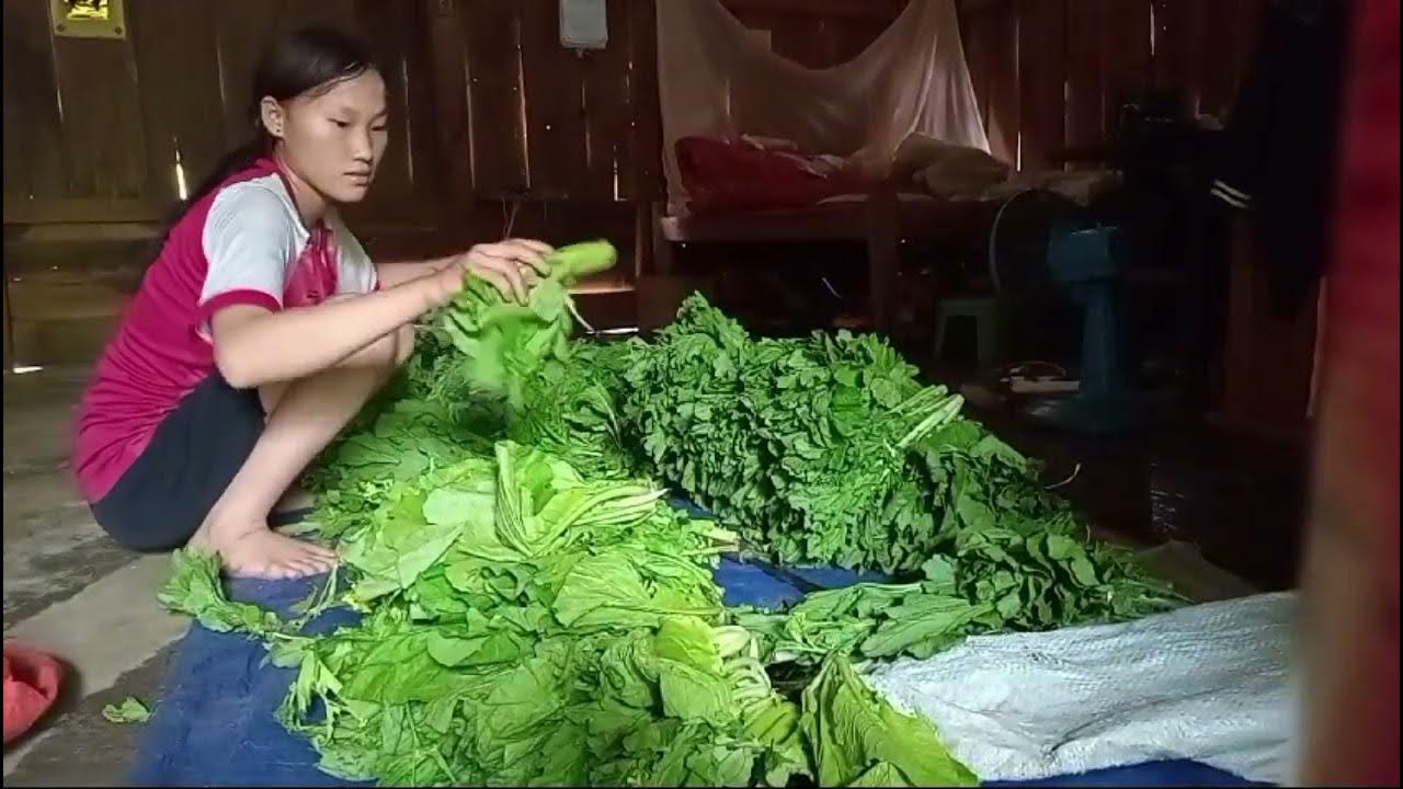 cov nej los saib wb tus muam iab pav zaub coj mus muag 30.8.2024 - YouTube