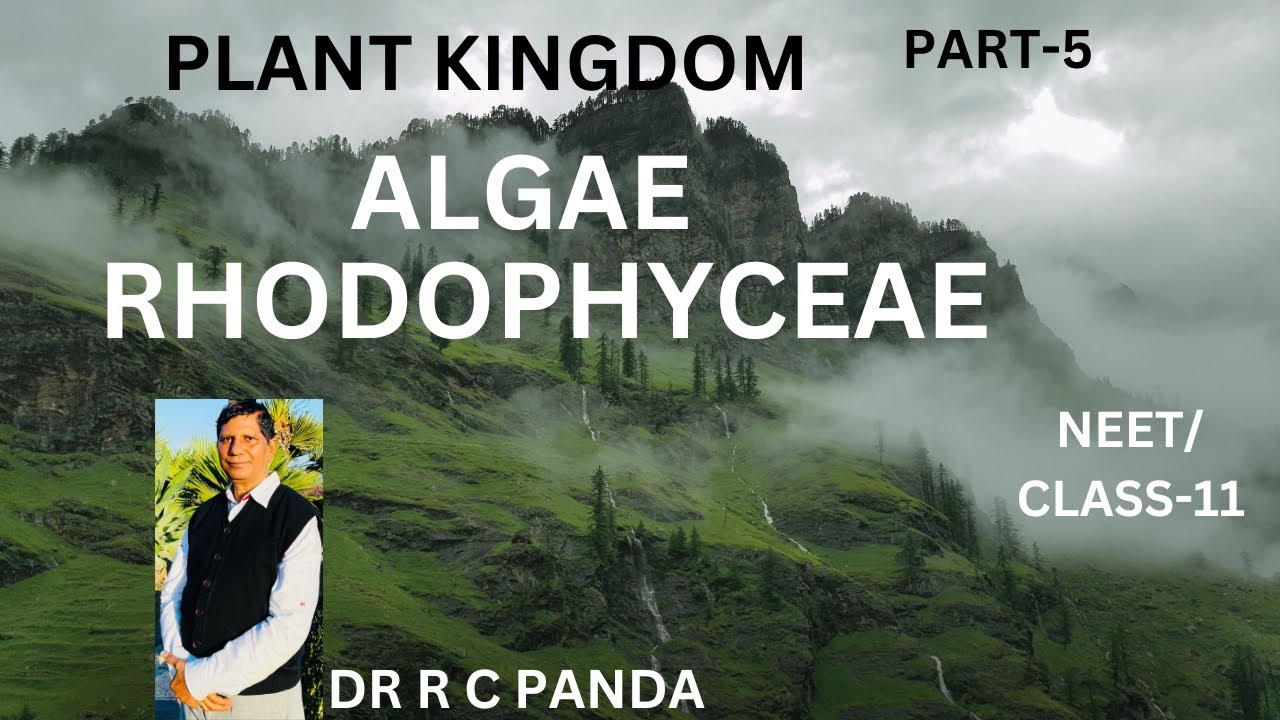ALGAE - RHODOPHYCEAE( RED ALGAE ) | PLANT KINGDOM , PART--5 | NEET ...