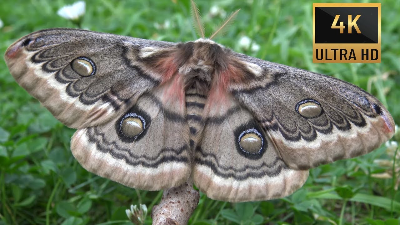 Hutton's Emperor Moth - Neoris huttoni - 4K HD Closeup [Female ...