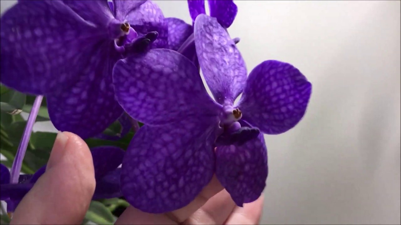 2019 November 23 Update 2: the Vanda types - YouTube